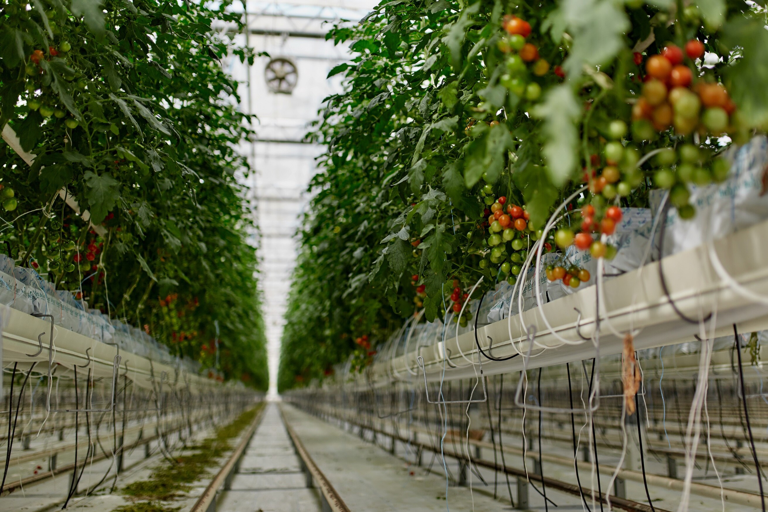 Main - PJSC "Magnit"